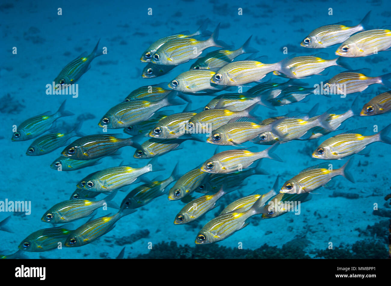 Striped sea bream fish hi-res stock photography and images - Alamy