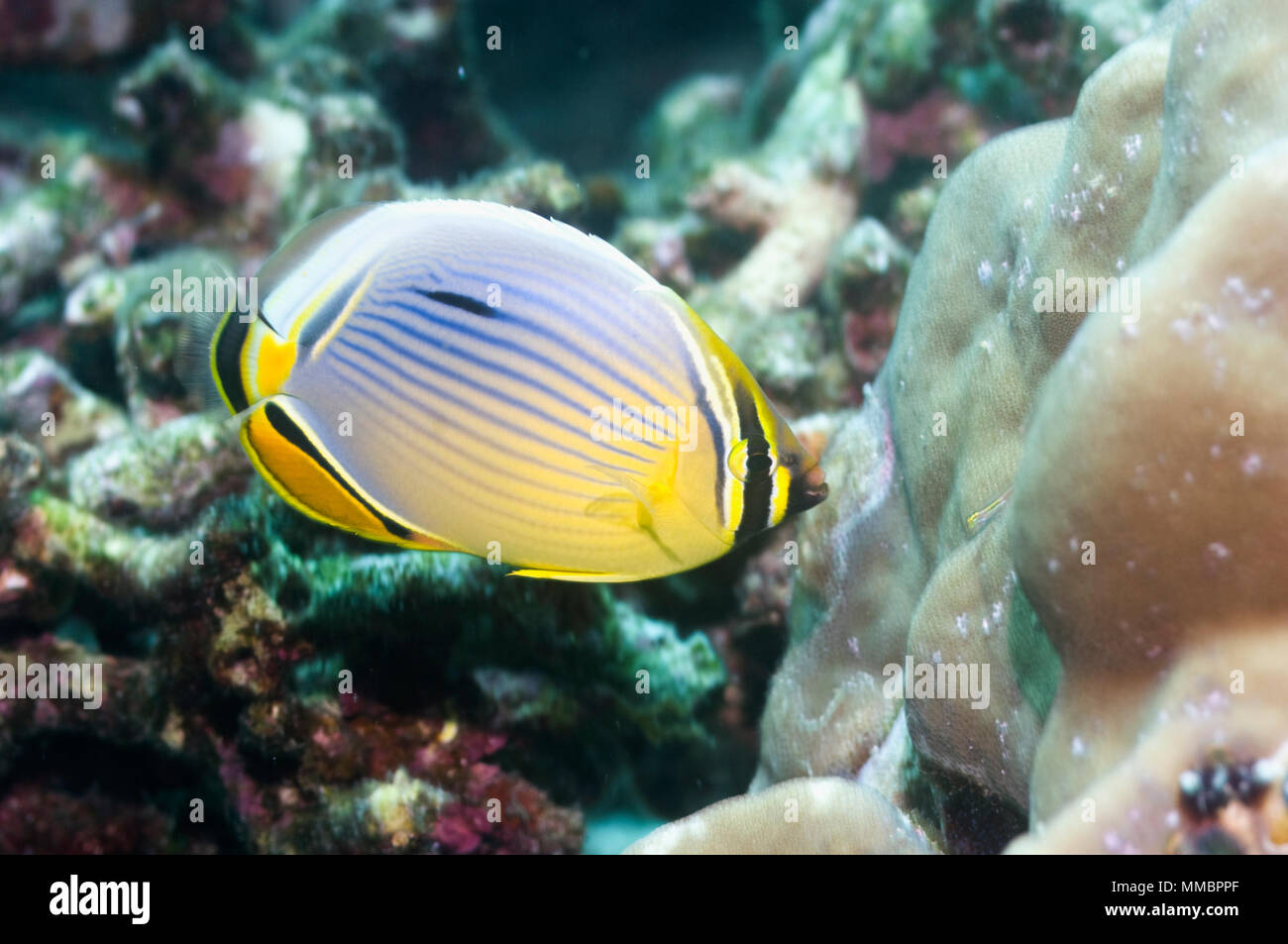 Indian Redfin Butterflyfish High Resolution Stock Photography and ...