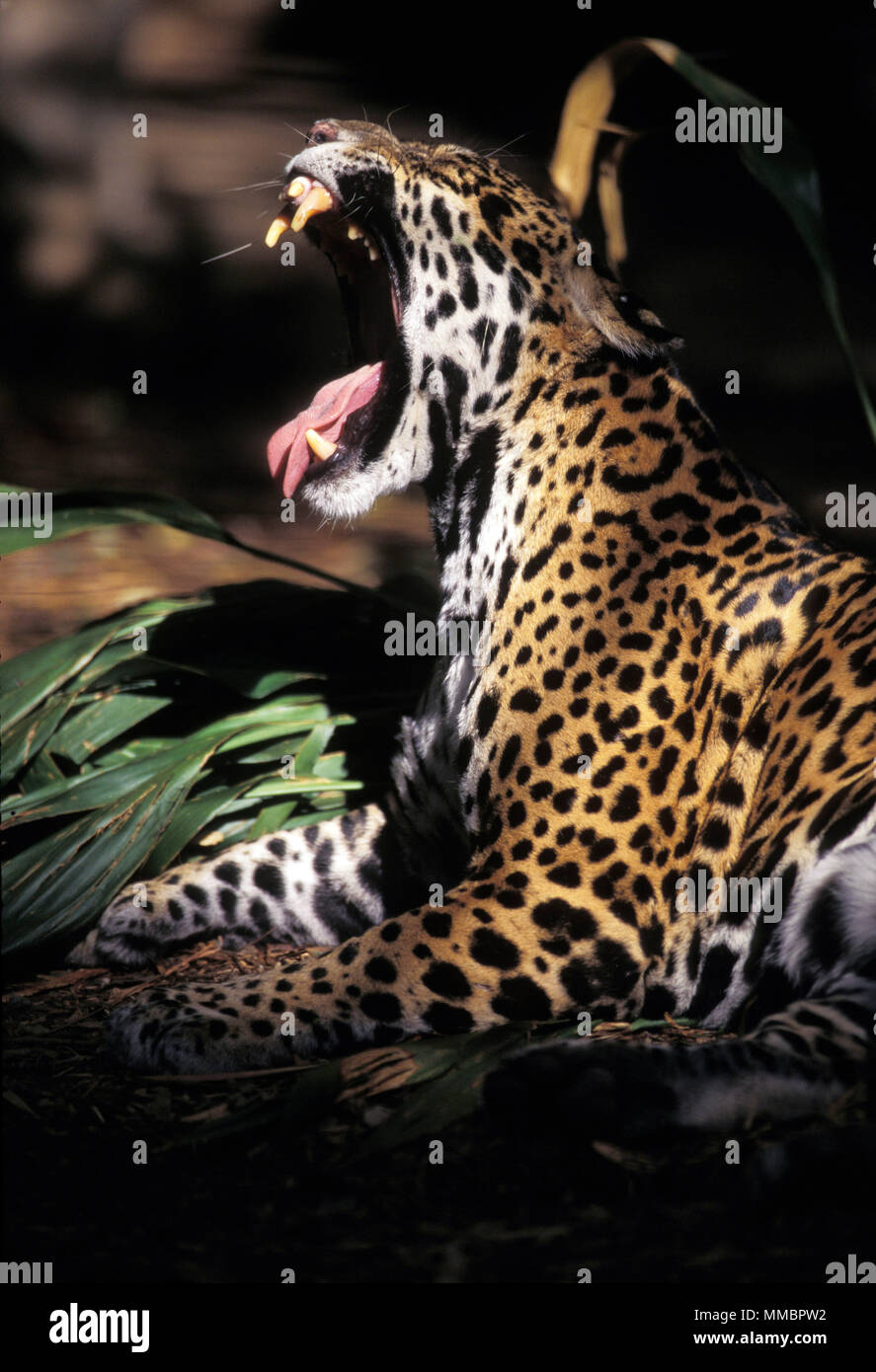 Jaguar yawning hi-res stock photography and images - Alamy