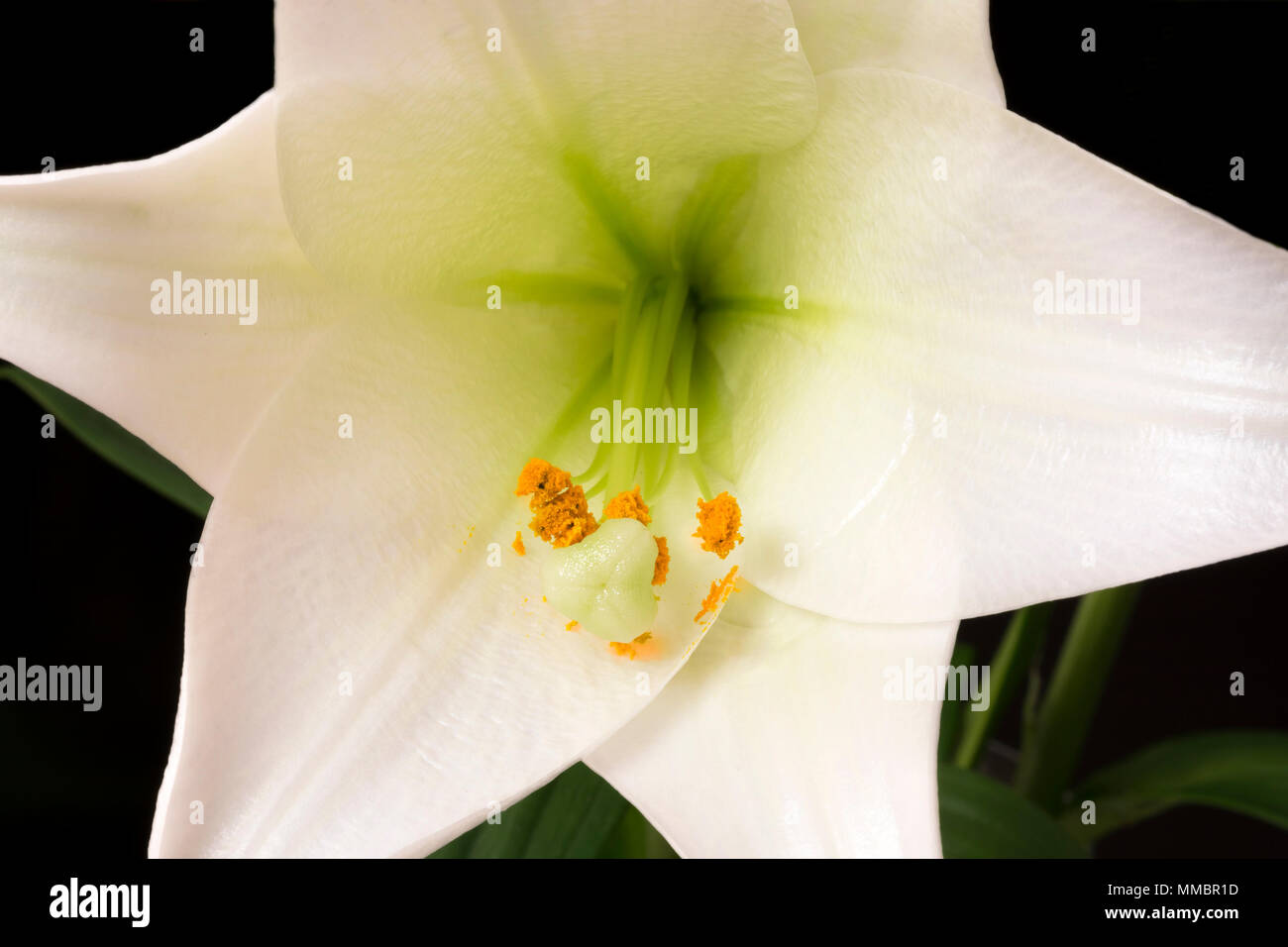 A close up photograph of a white lily flower Stock Photo - Alamy