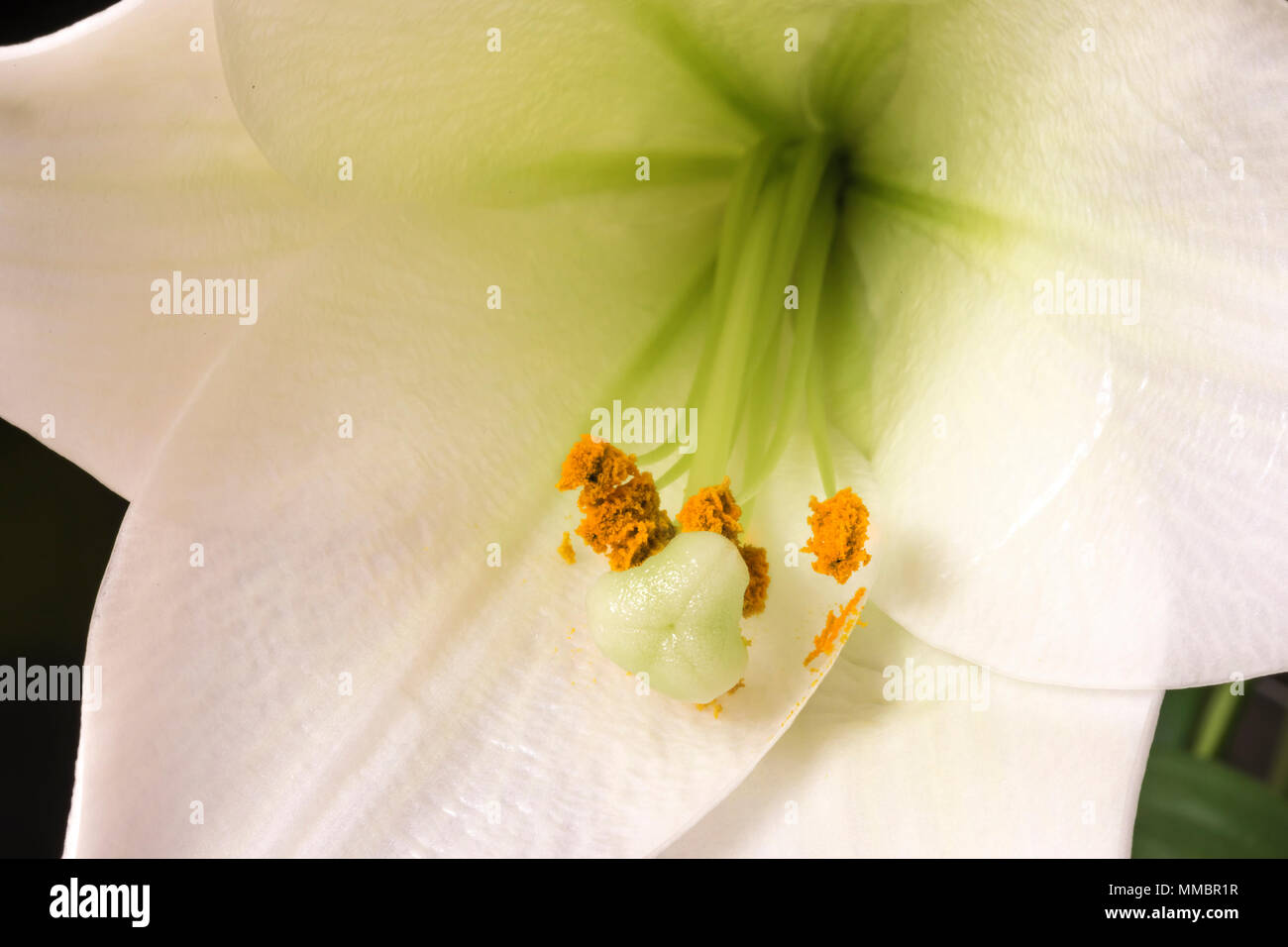 A close up photograph of a white lily flower Stock Photo - Alamy