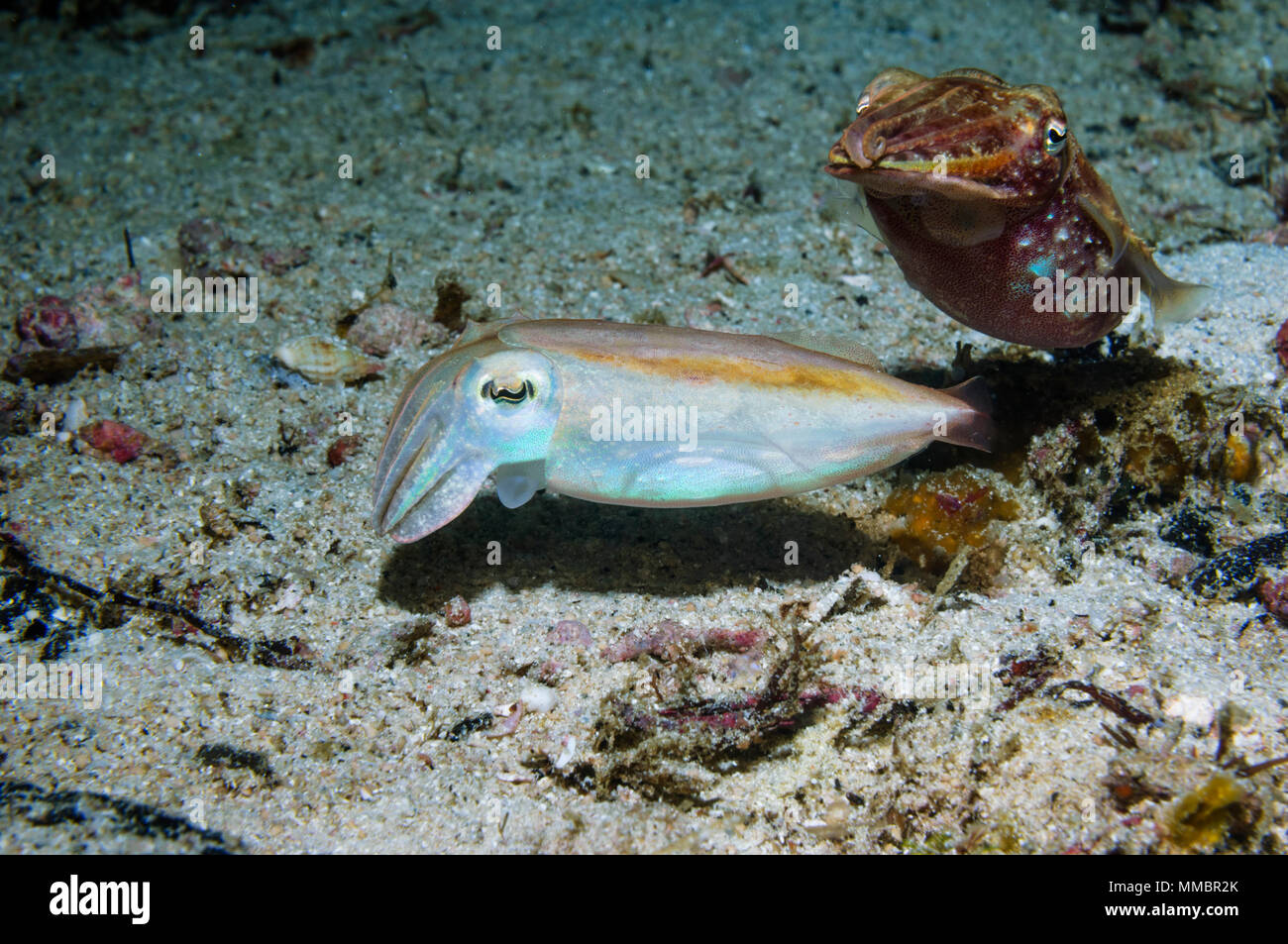 Cuttlefishes hi-res stock photography and images - Alamy