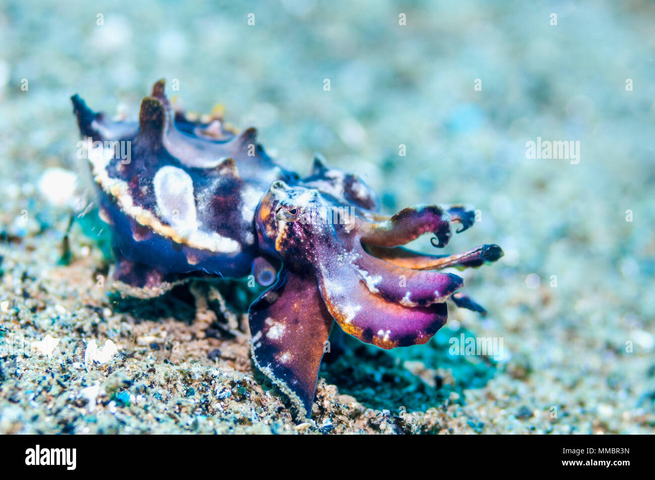Pfeffer's flamboyant cuttlefish [Metasepia pferreri]. Ambon, Indonesia ...
