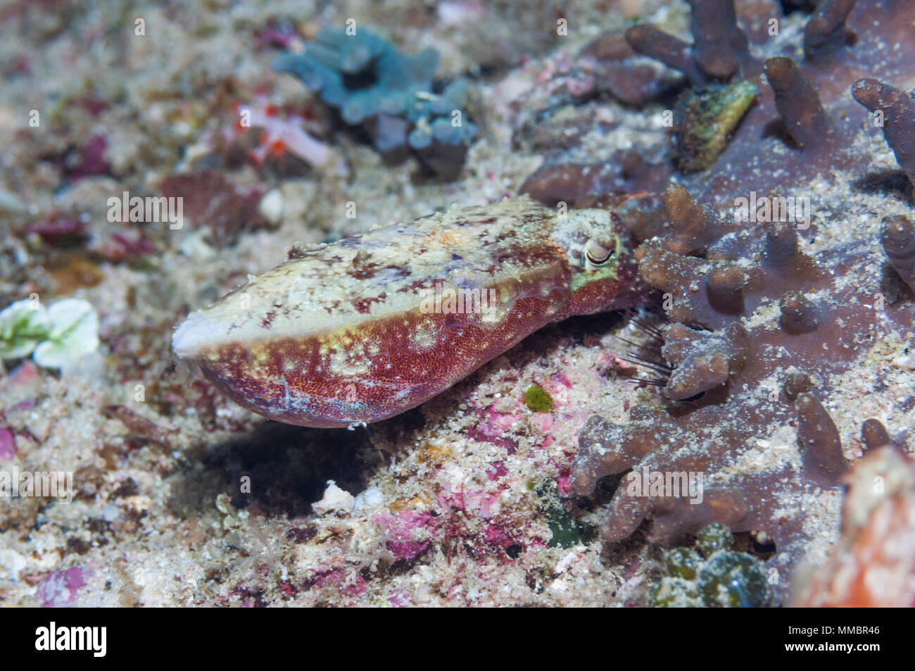 Papuan cuttlefish [Sepia papuensis] female inserting tentacles to ...