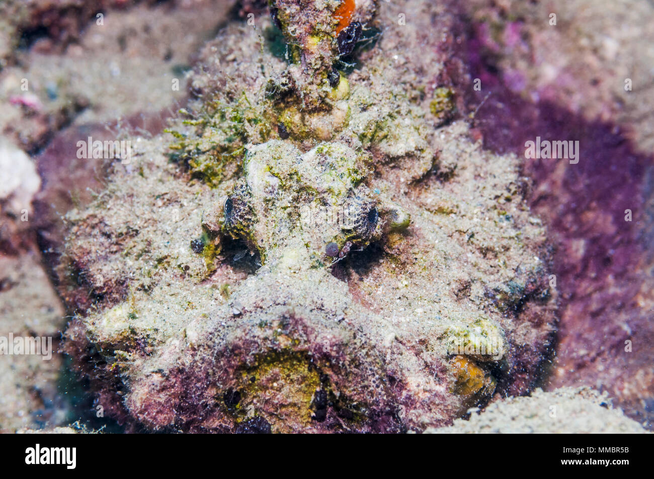Spiny devilfish or Stinger [Inimicus didactylus]. Ambon, Indonesia ...