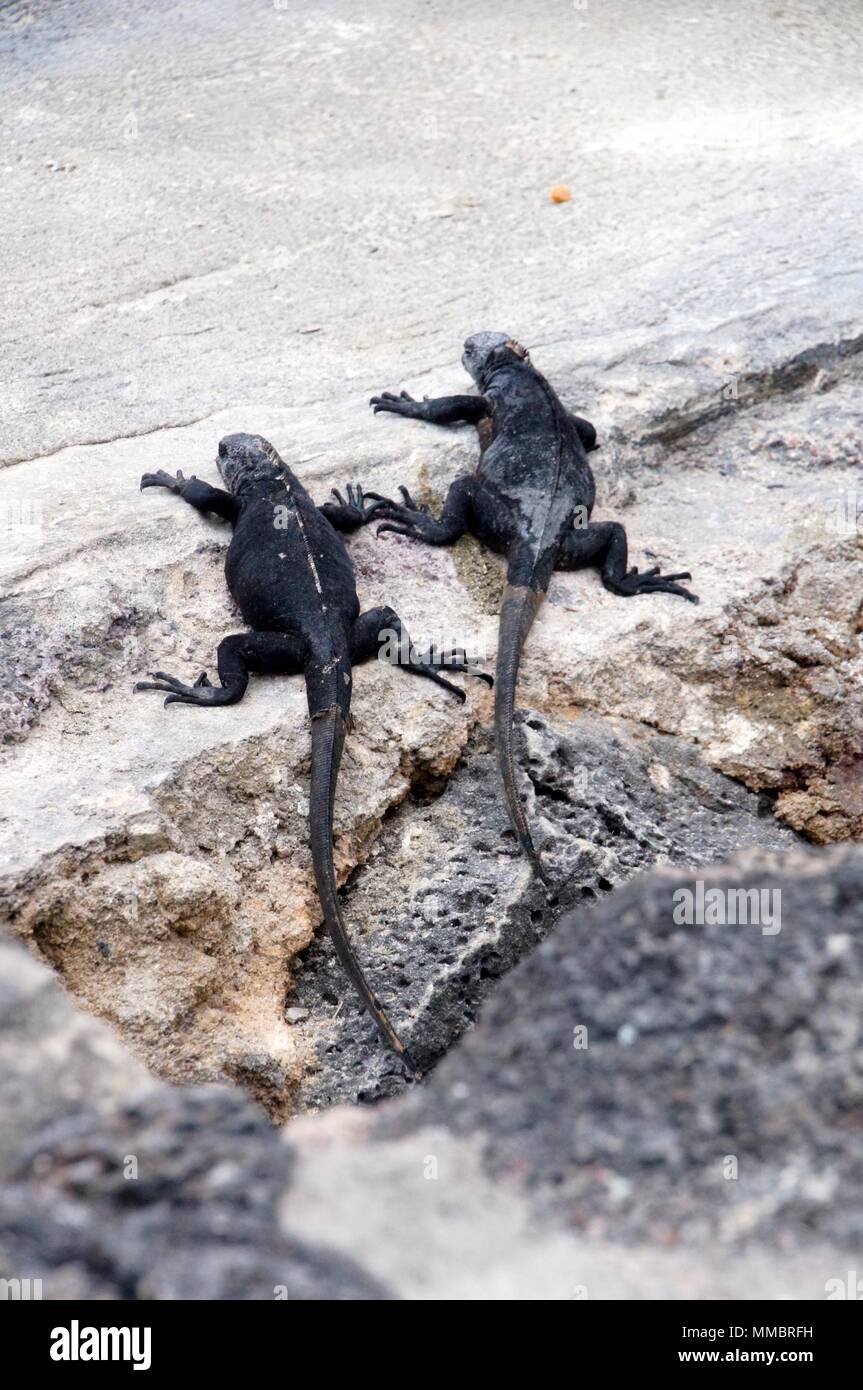 Iguana tracks hi-res stock photography and images - Alamy