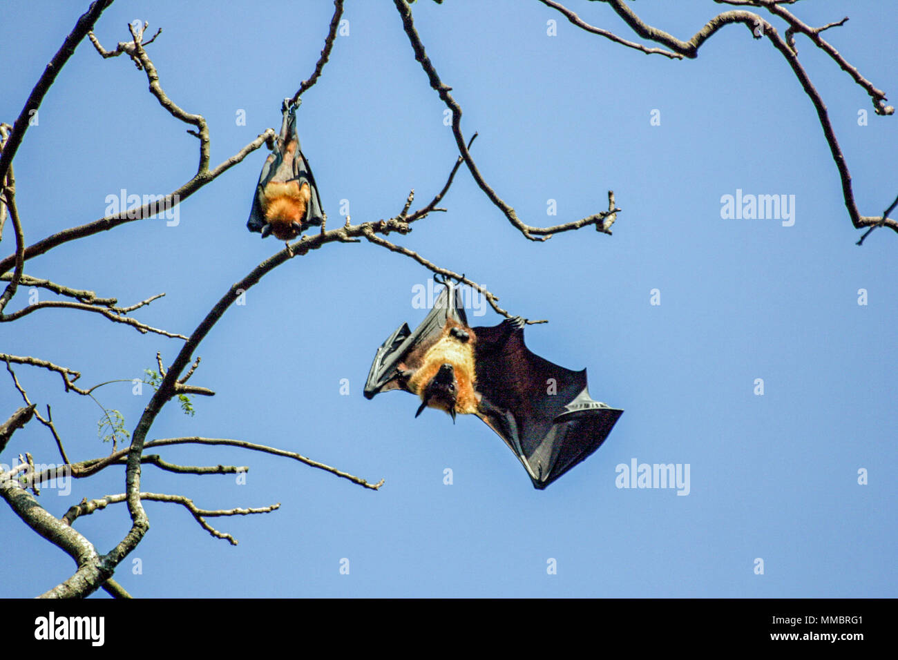 Indian flying fox (Pteropus giganteus) in Kandy, Sri Lanka Stock Photo ...