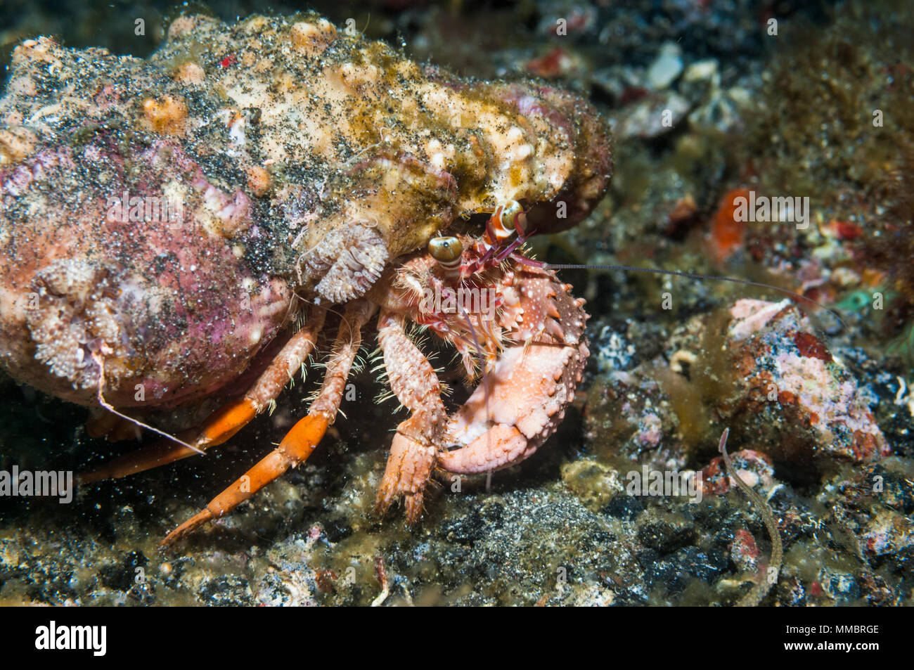 Hermit crab no shell hi-res stock photography and images - Alamy