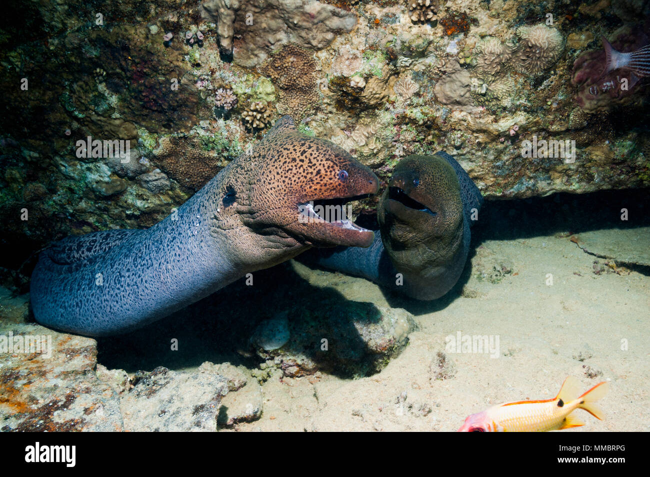 Giant moray [Gymnothorax javanicus]. Egypt, Red Sea Stock Photo - Alamy