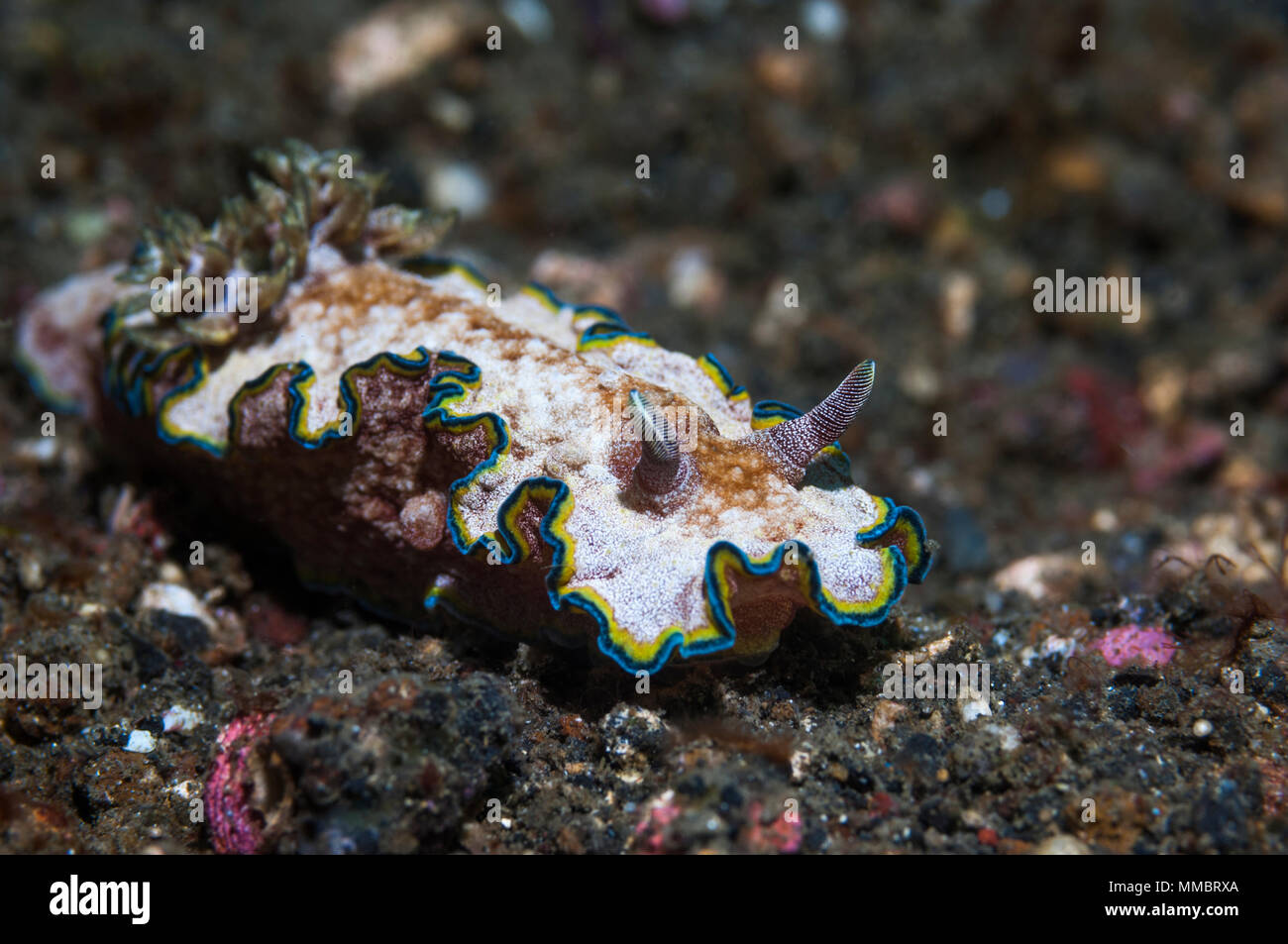 Girdled glossodoris hi-res stock photography and images - Alamy