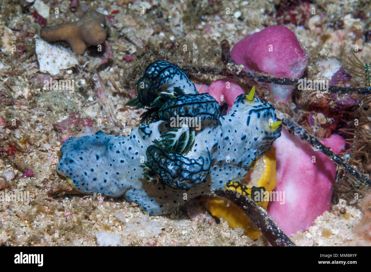 Nudibranch - Notodoris serenae Gosliner & Behrens 1997. West Papua ...