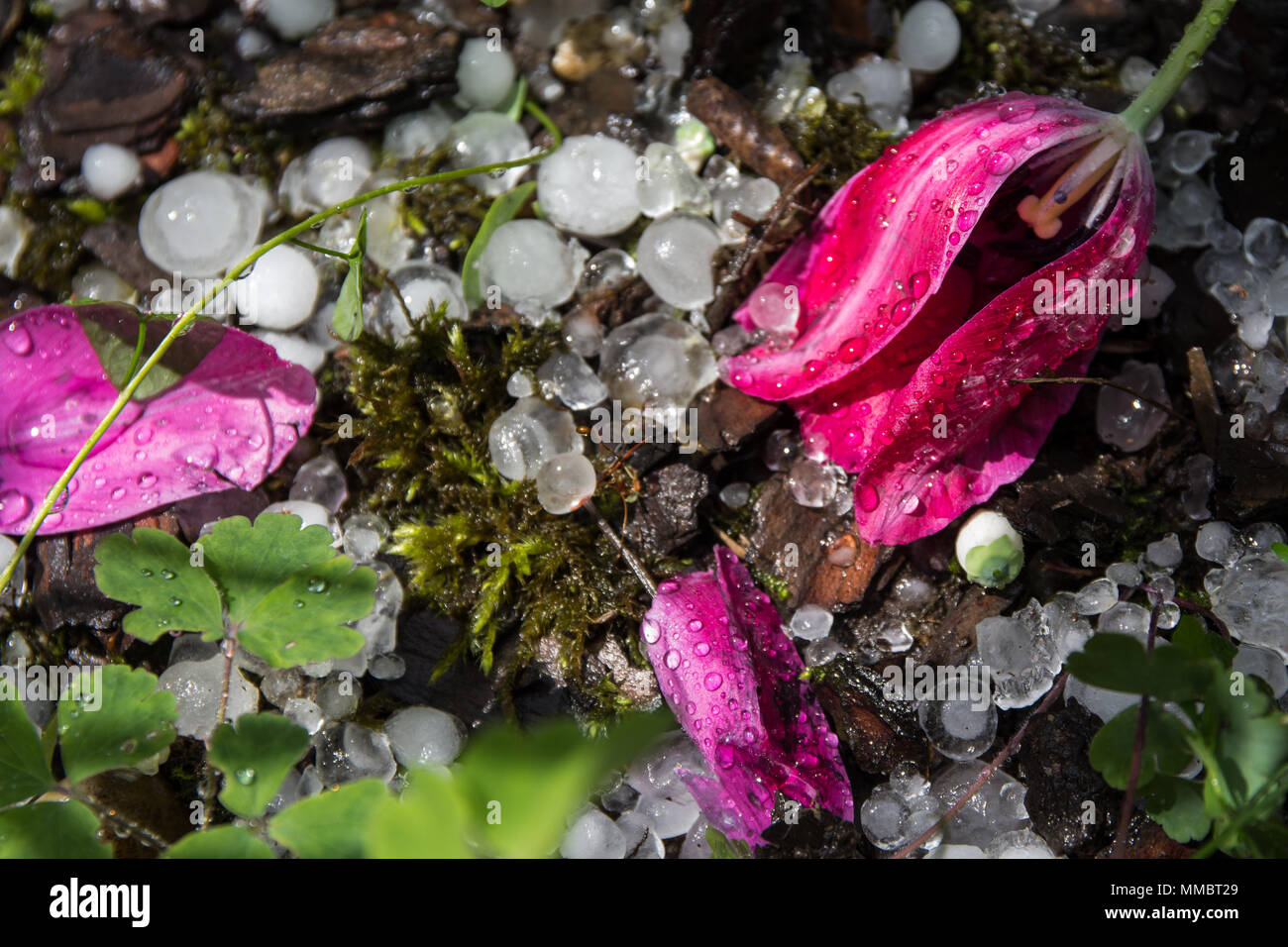 Hailstone hi-res stock photography and images - Alamy