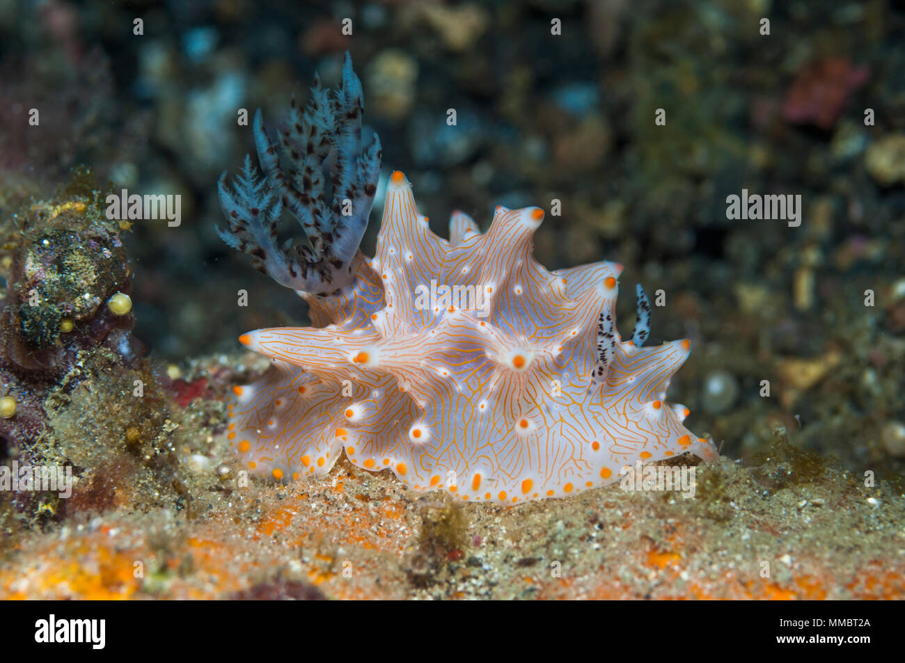 Batangas hi-res stock photography and images - Alamy