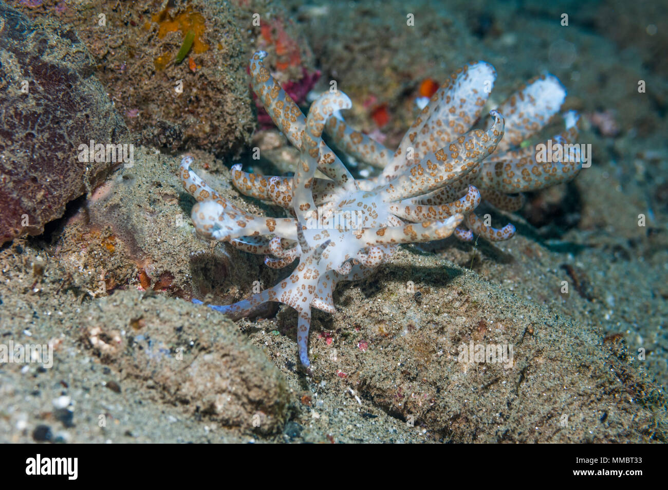 Solar-powered phyllodesmium [Phyllodesmium longicirrum] with clusters ...