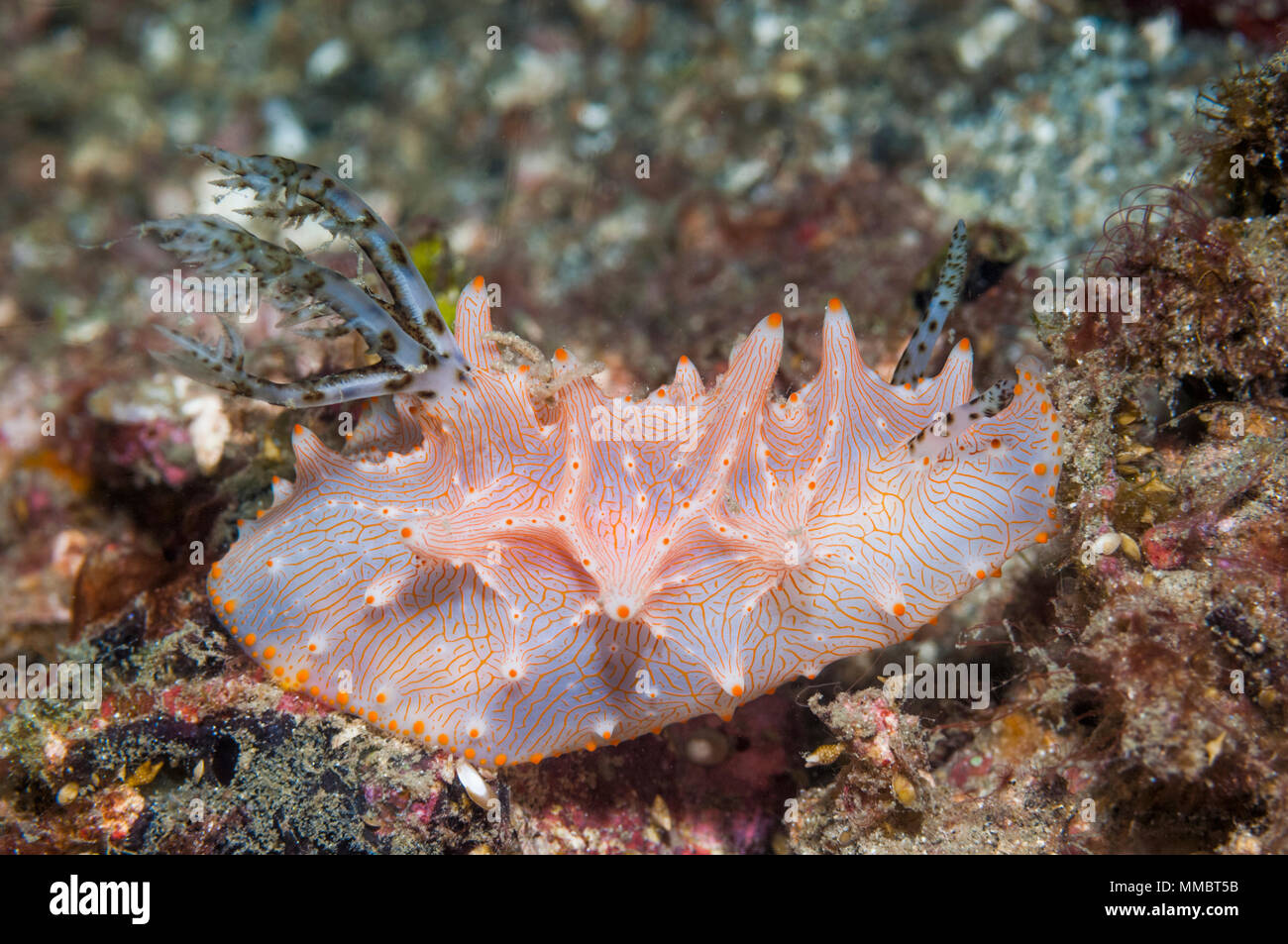 Family discodorididae hi-res stock photography and images - Alamy