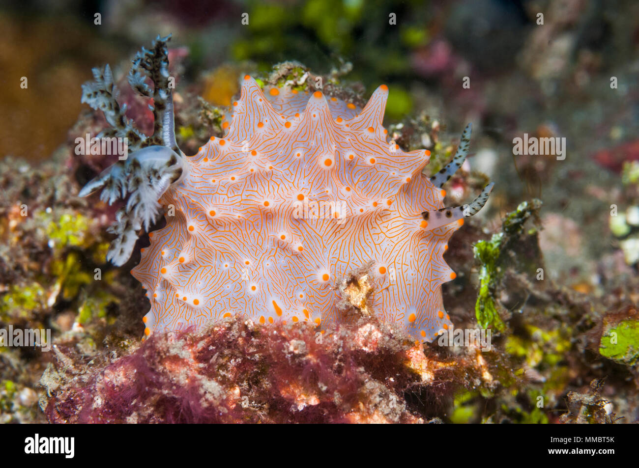 Batangas nudibranch hi-res stock photography and images - Alamy