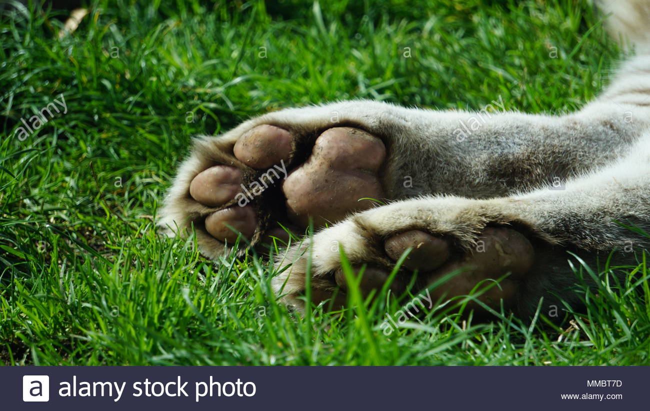 Tiger Legs Stock Photos & Tiger Legs Stock Images - Alamy