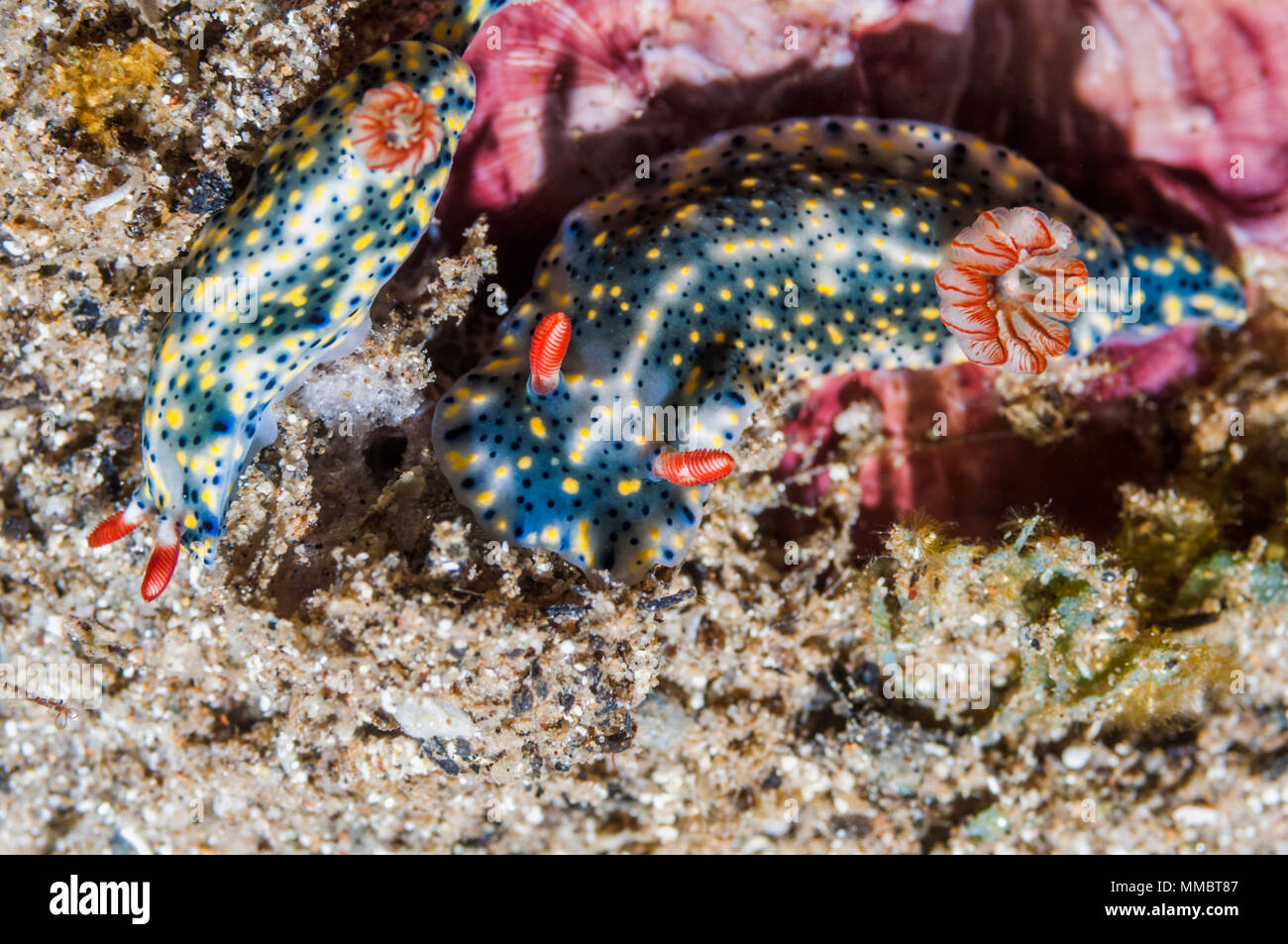 Hypselodoris infucata hi-res stock photography and images - Alamy