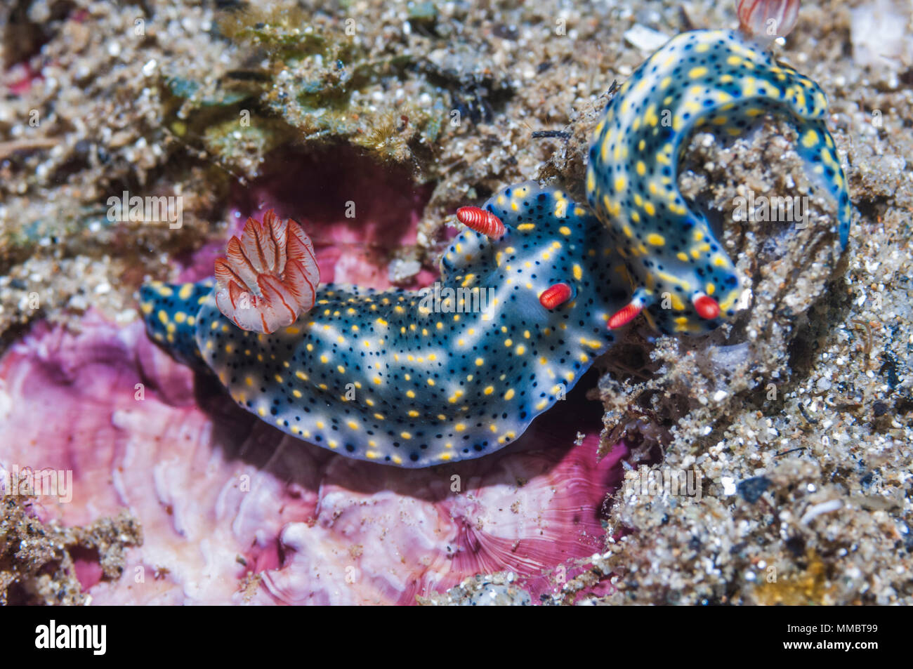 Hypselodoris infucata hi-res stock photography and images - Alamy