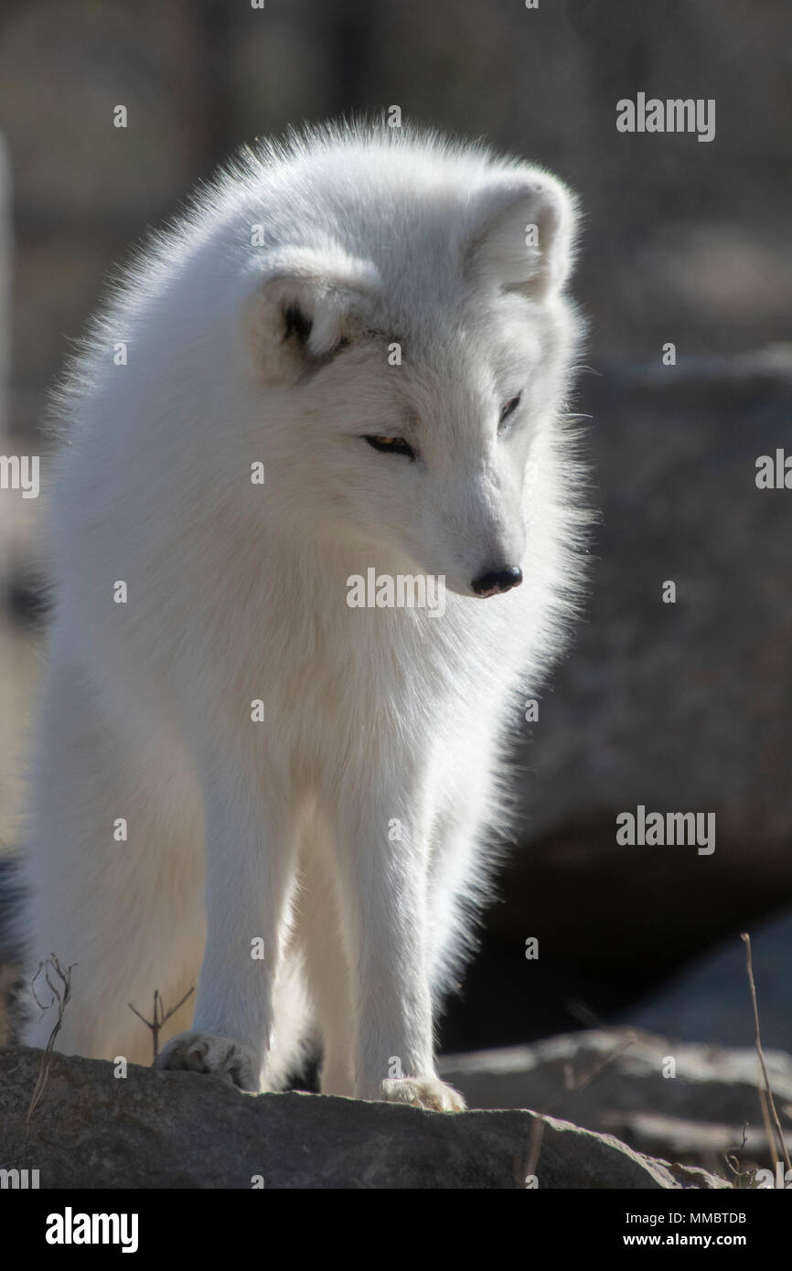 Fox in springtime hi-res stock photography and images - Alamy