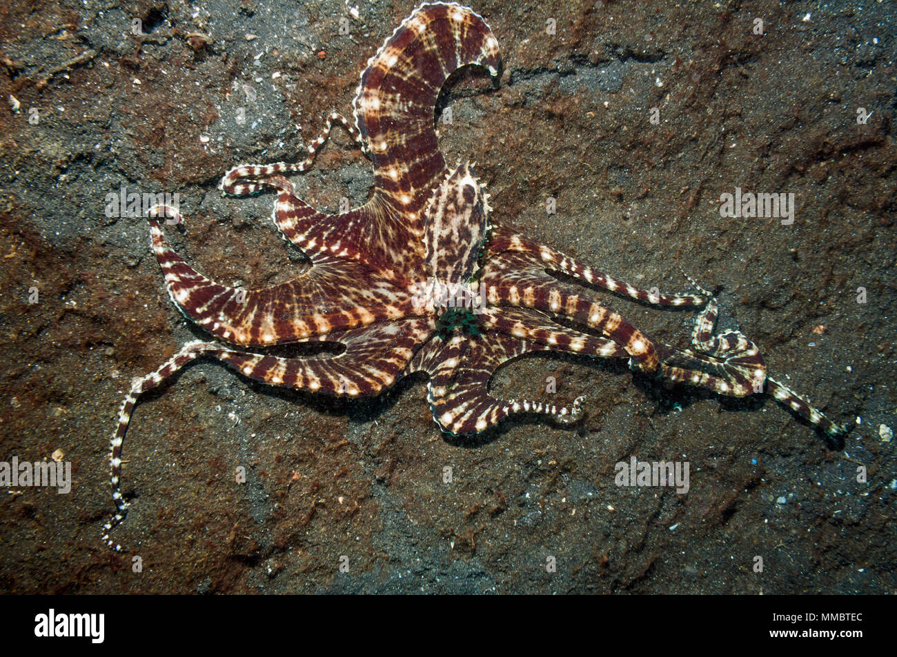 Wonderpus (Wunderpus photogenicus) octopus on sea bed, Lembeh Strait ...