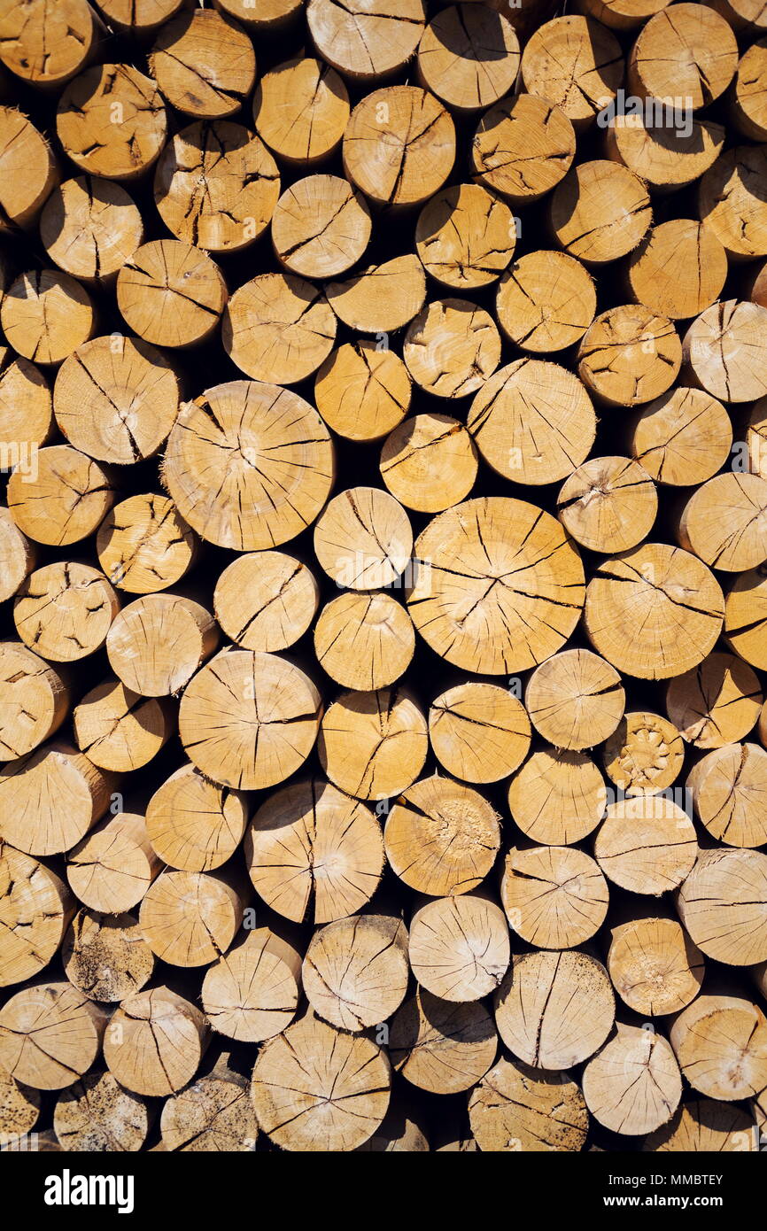 Pile of worked wooden roundish clear beautiful logs, stacked firewood ...