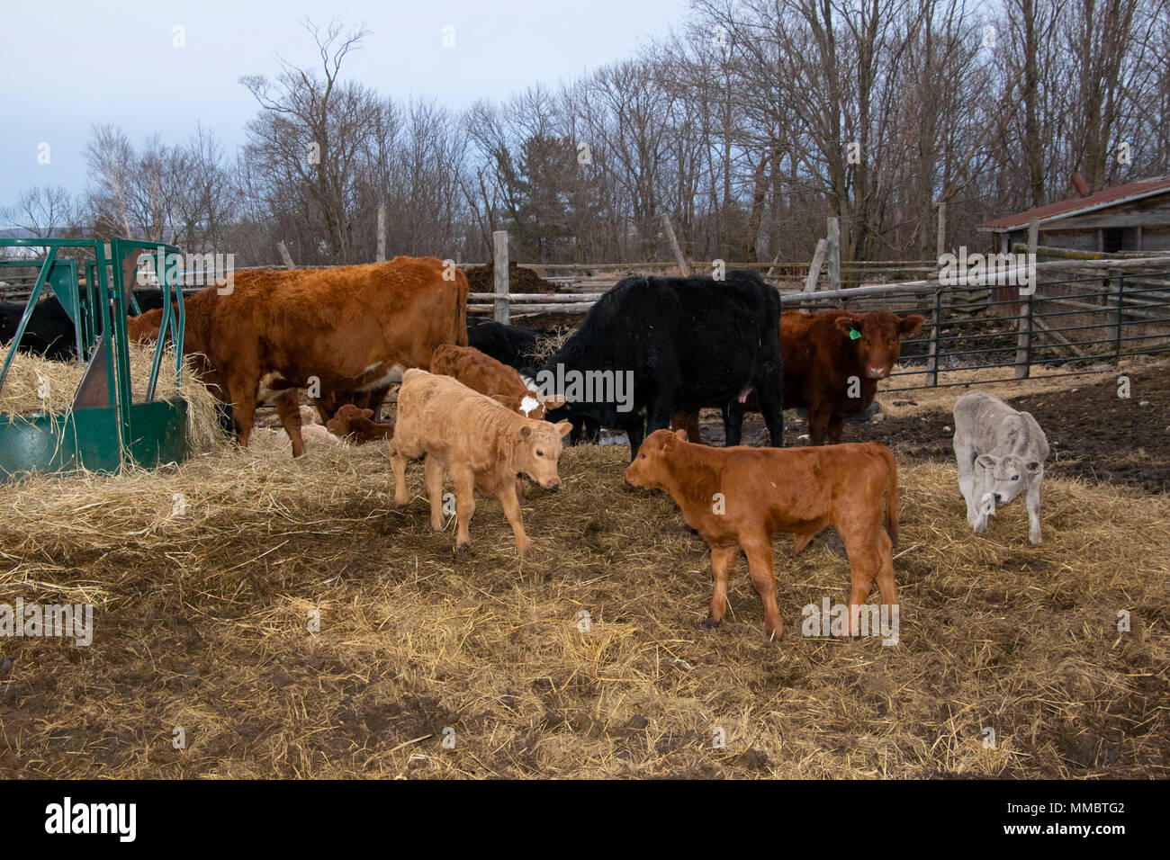 Cowes and calves Stock Photo - Alamy