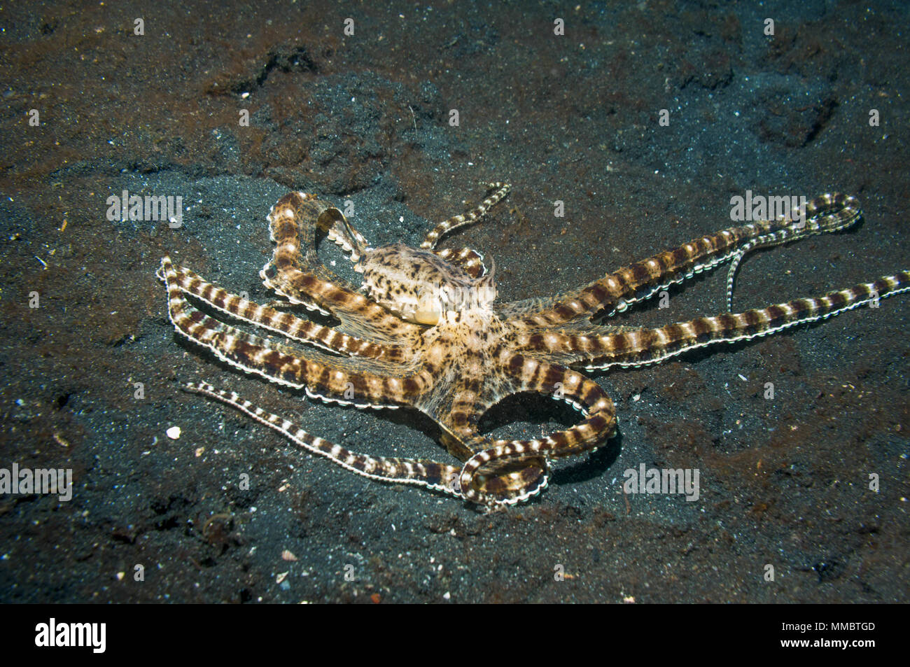 Mimic octopus [Thaumoctopus mimicus]. Lembeh Strait, Sulawesi ...