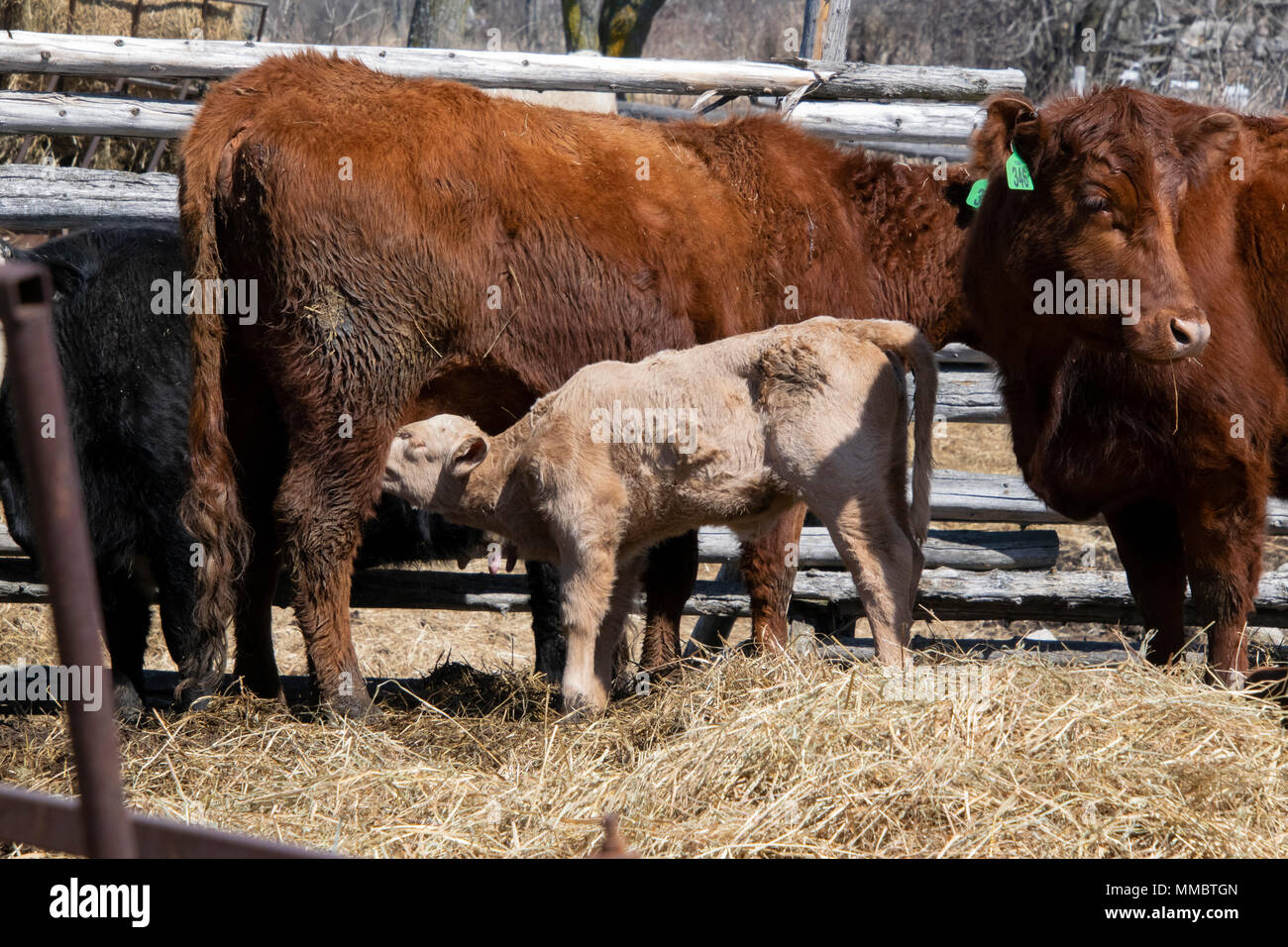Cow and mother Stock Photo - Alamy