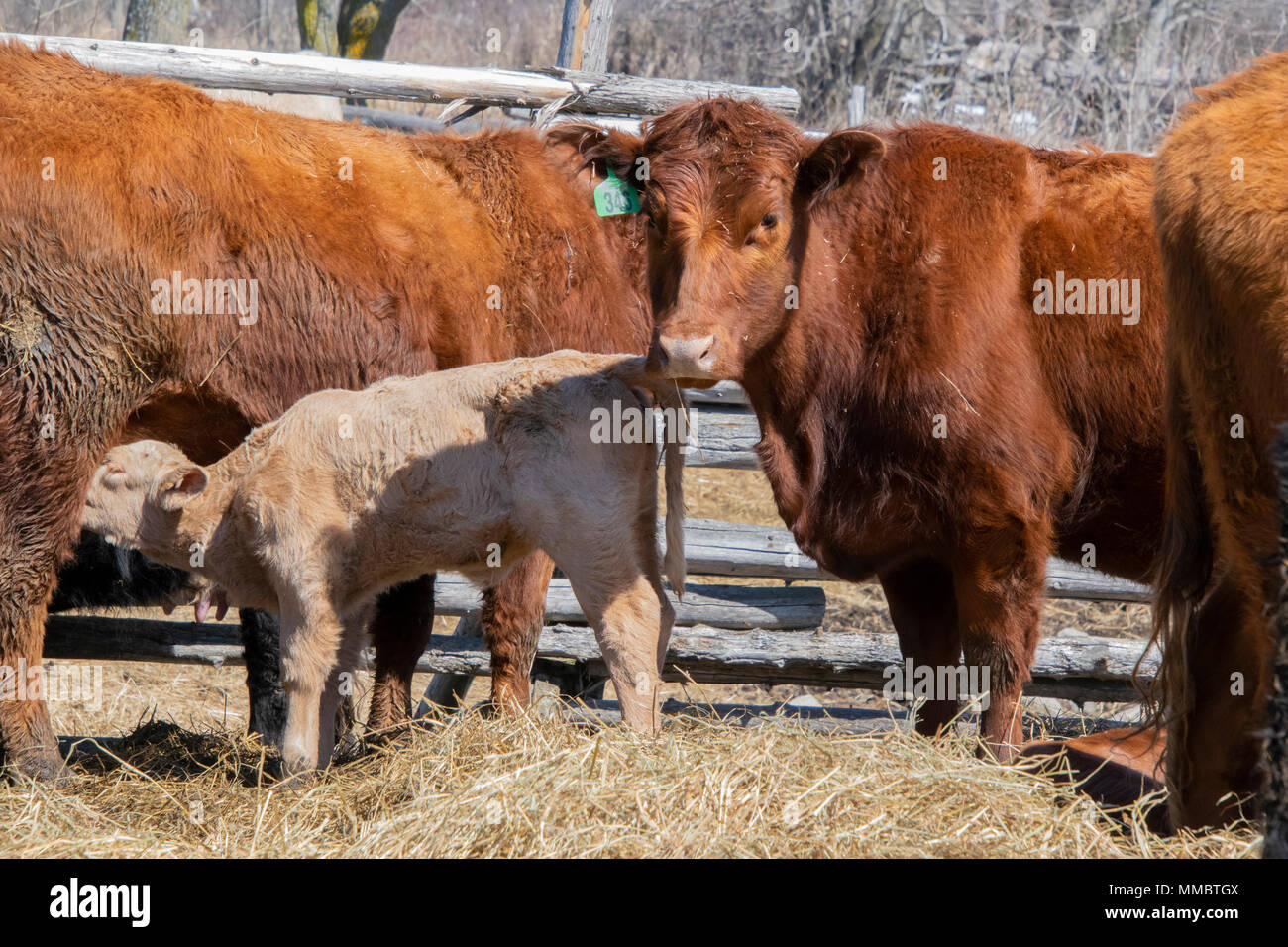 Cow and mother Stock Photo - Alamy