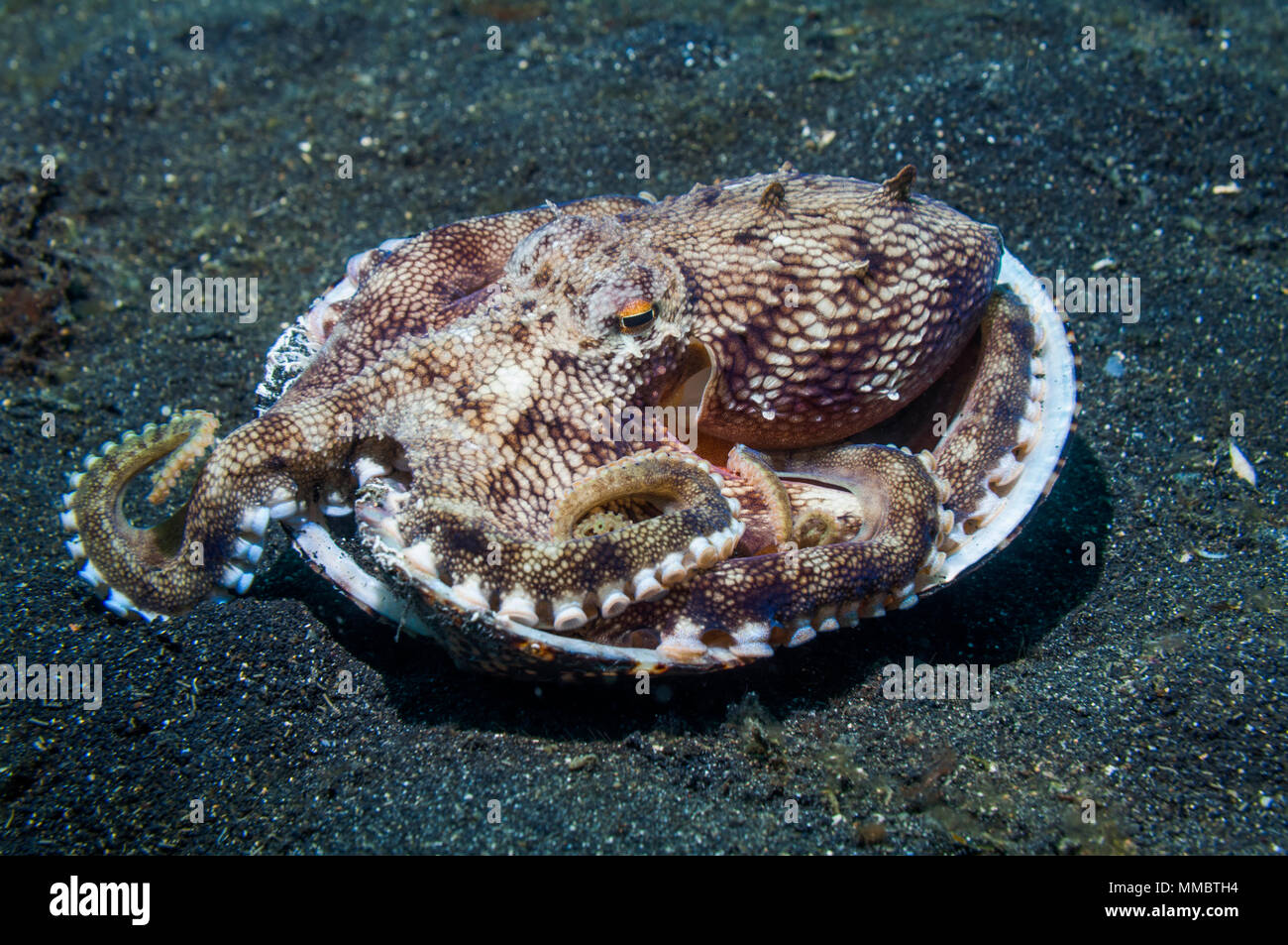 Veined octopus (Amphioctopus marginatus) shelters in shells it has ...