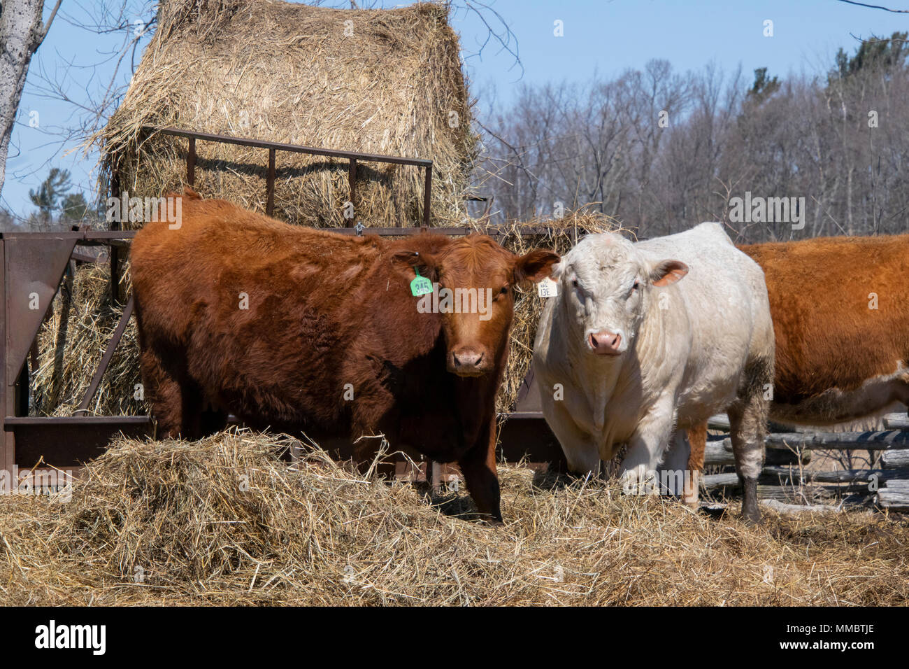 Pair of cows hi-res stock photography and images - Alamy
