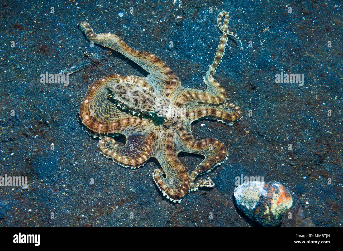 Thaumoctopus mimicus long armed hi-res stock photography and images - Alamy