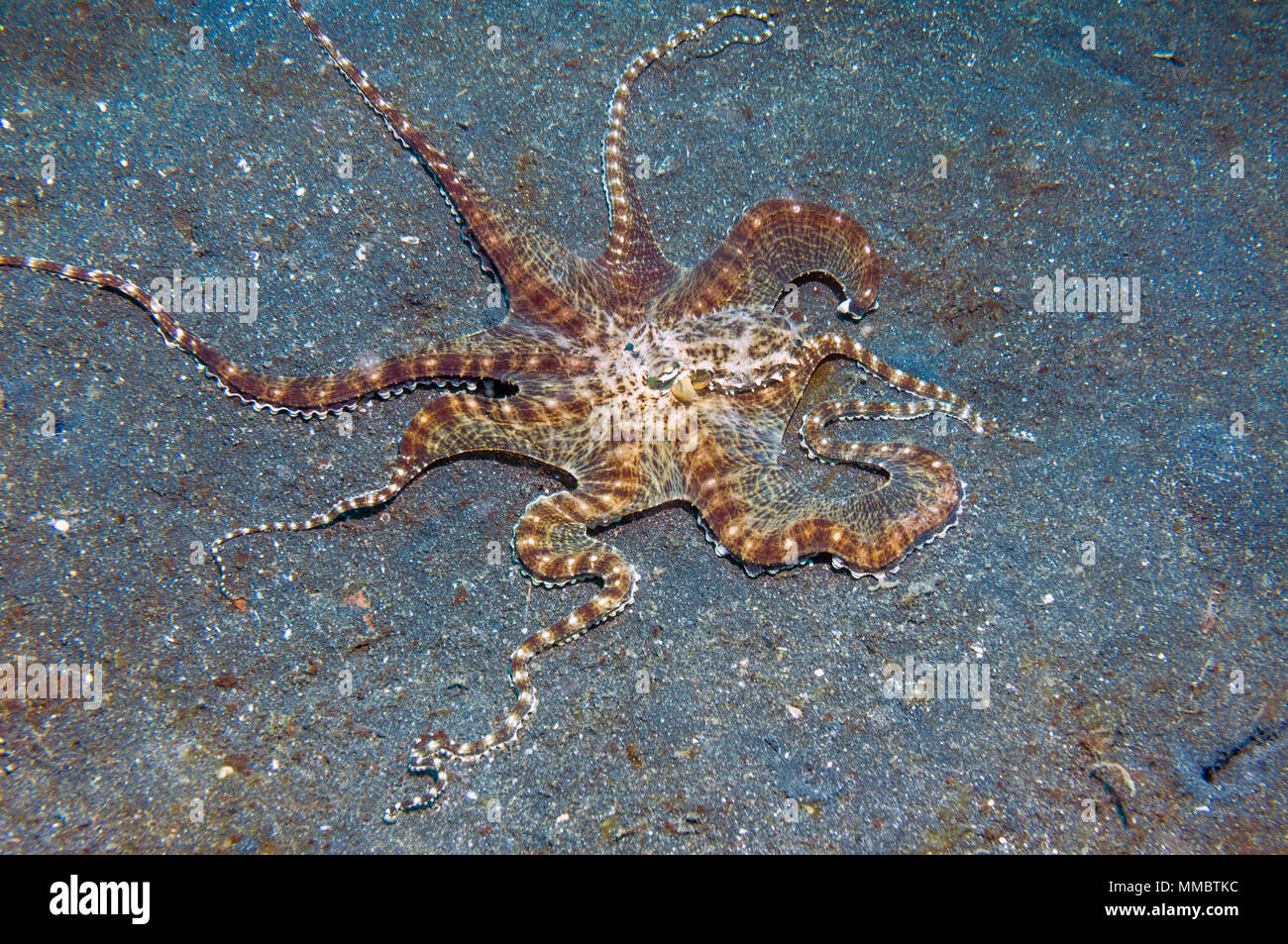 Wonderpus (Wunderpus photogenicus). Lembeh Strait, Sulawesi, Indonesia ...