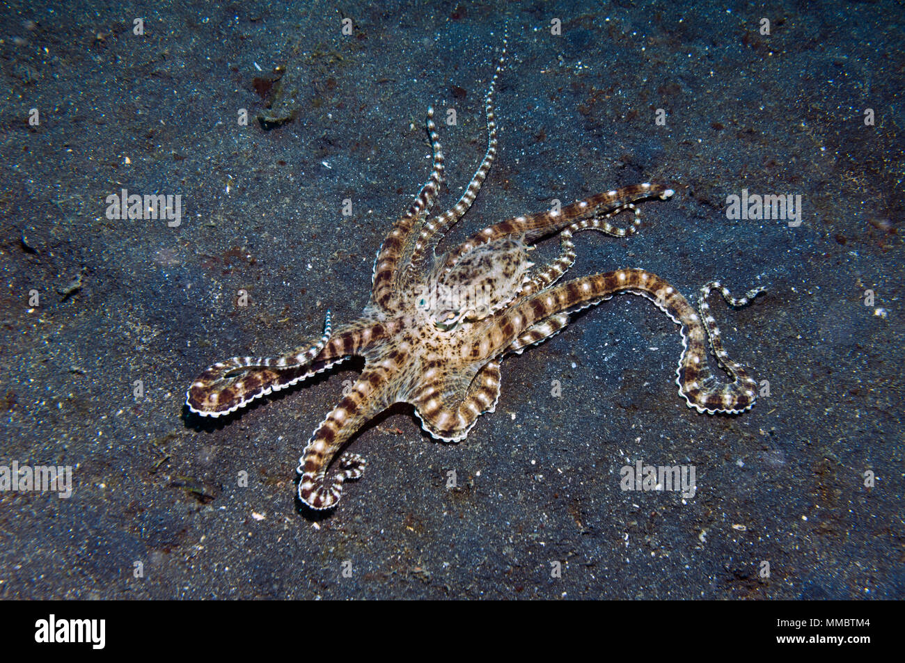 Mimic octopus [Thaumoctopus mimicus]. Lembeh Strait, Sulawesi ...