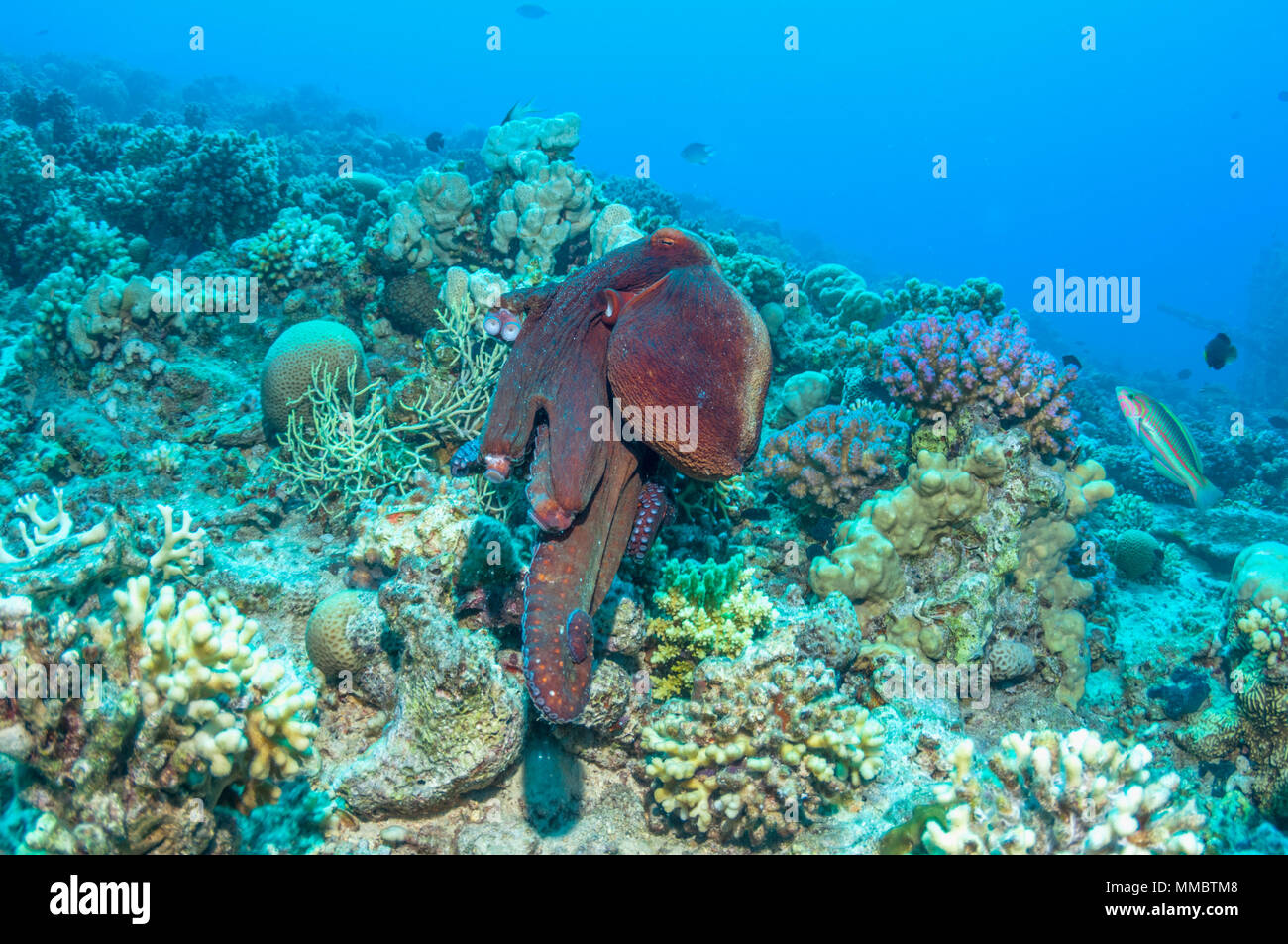 Octopus under sea grass hi-res stock photography and images - Alamy