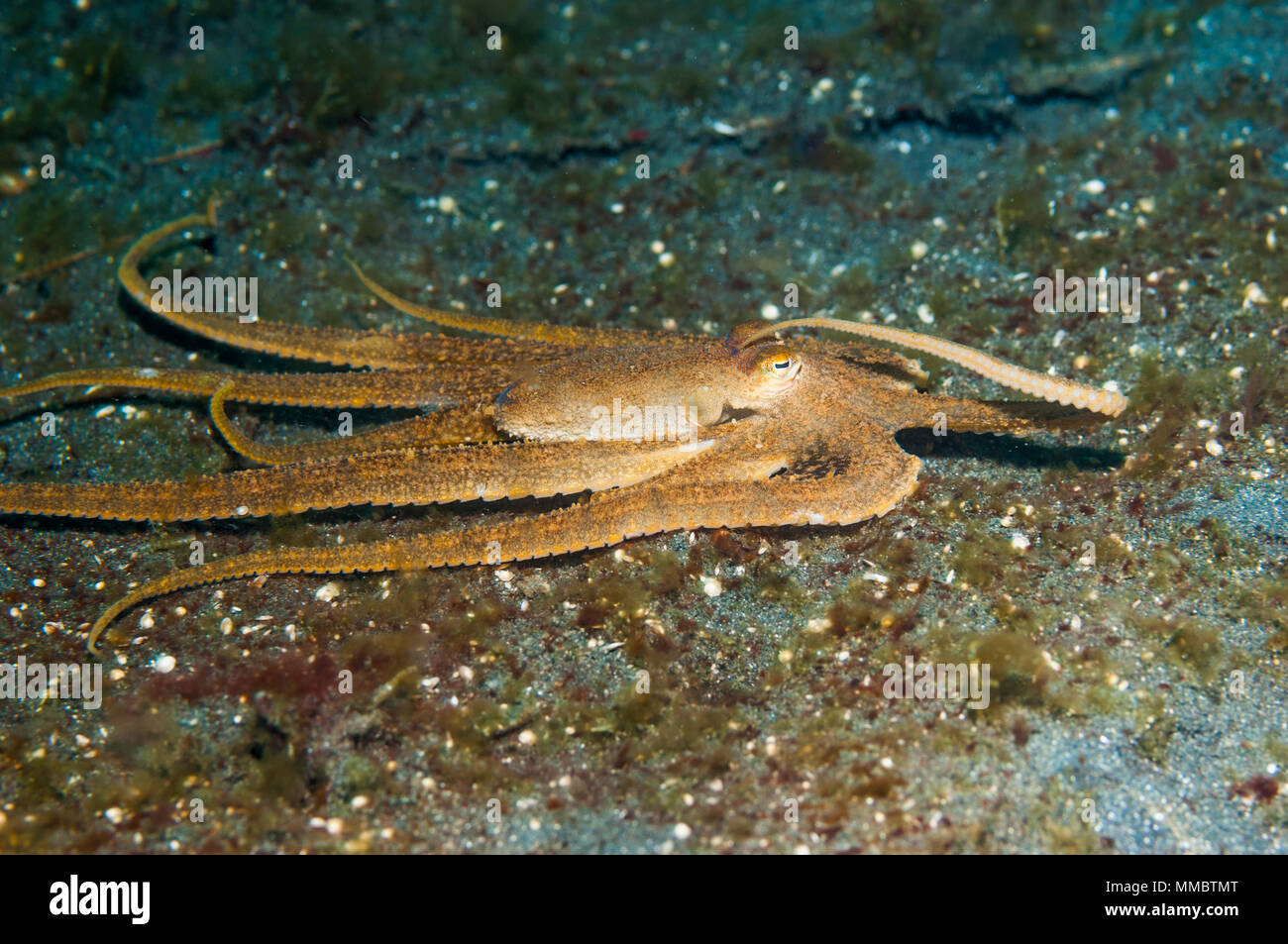 Octopus asia hi-res stock photography and images - Alamy