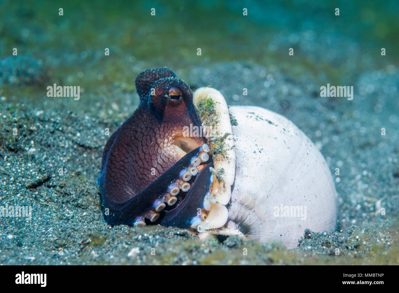 Bury in the sand hi-res stock photography and images - Alamy
