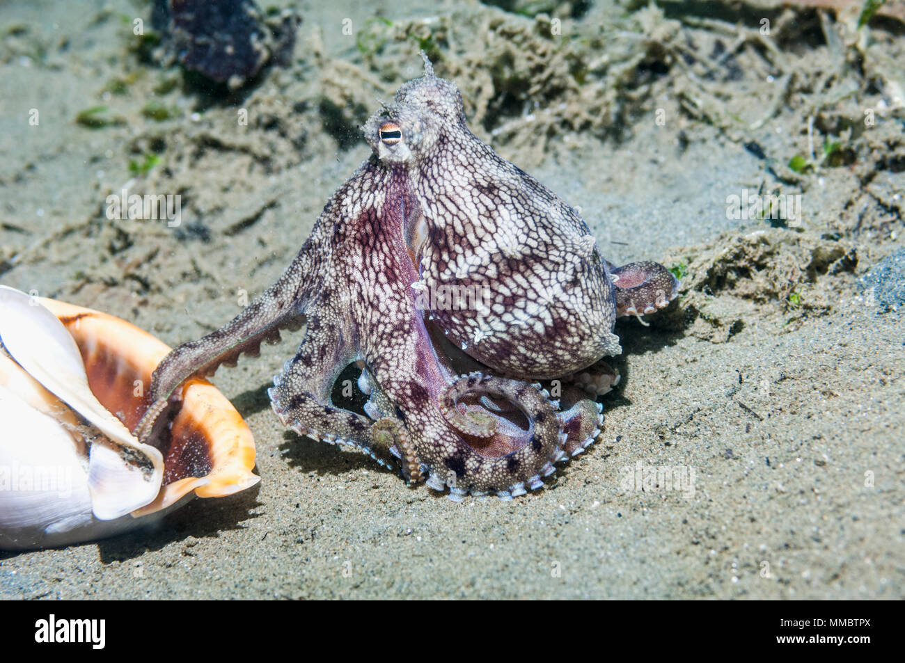 Veined or Coconut octopus [Amphioctopus marginatus] with a helmet shell ...