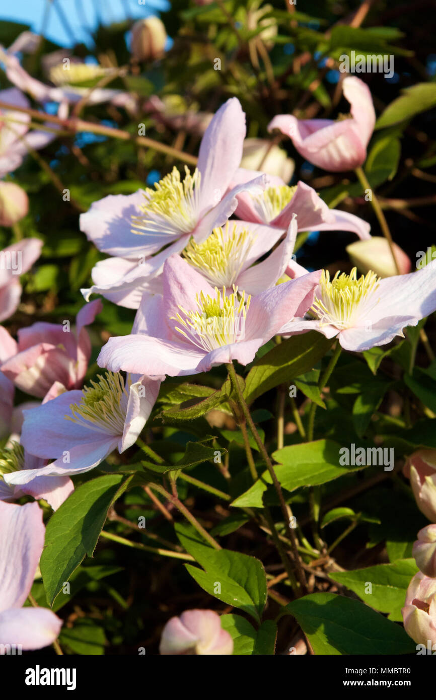 Clematis montana fragrant spring hi-res stock photography and images ...