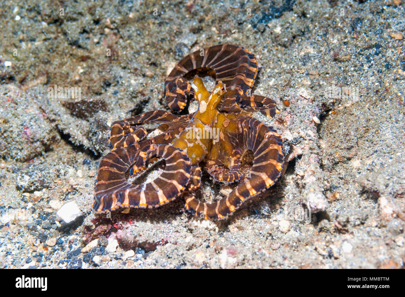 Wonderpus [Wunderpus photogenicus]. Long-armed octopus. Lembeh Strait ...