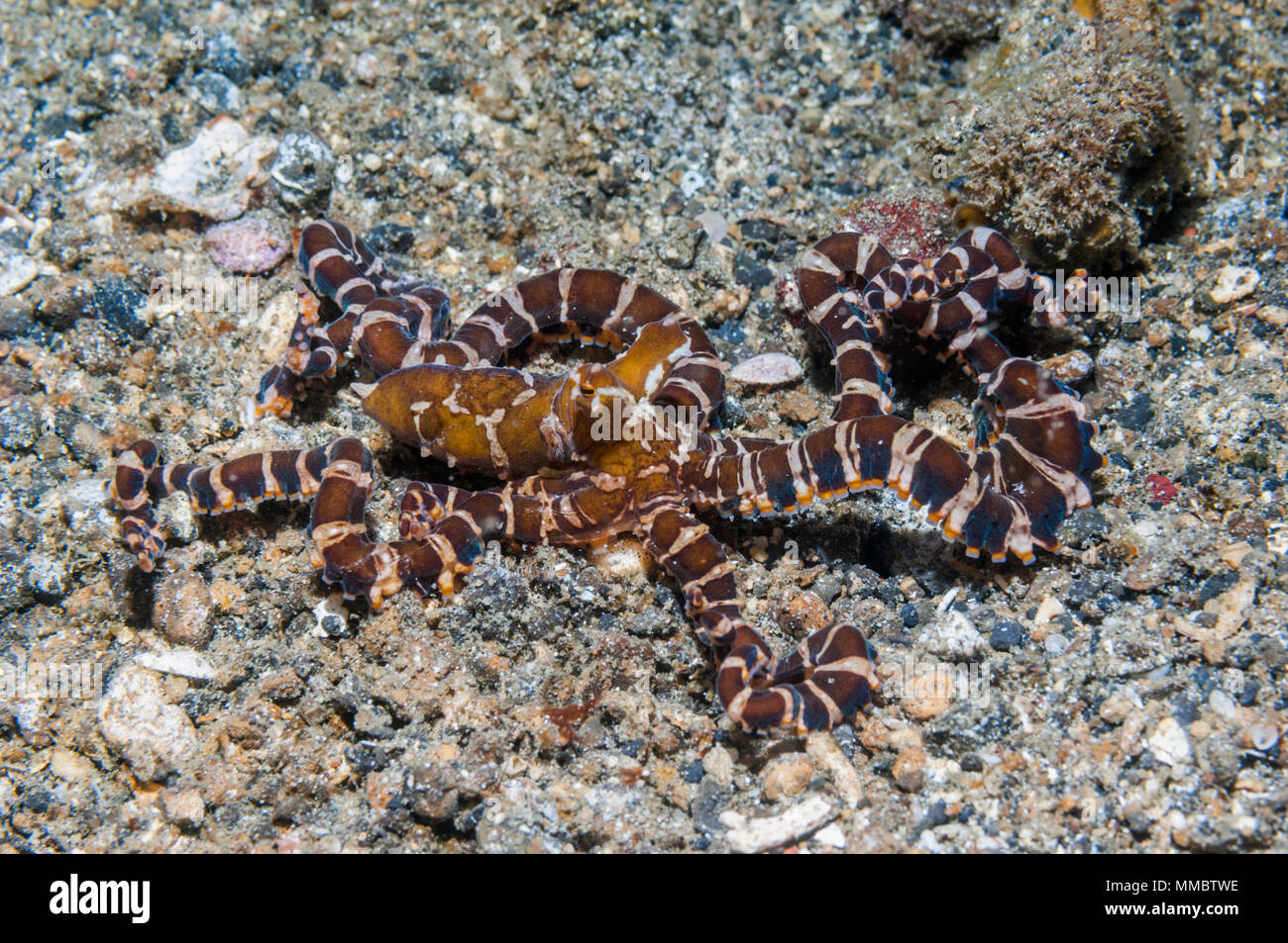 Wonderpus [Wunderpus photogenicus]. Long-armed octopus. Lembeh Strait ...