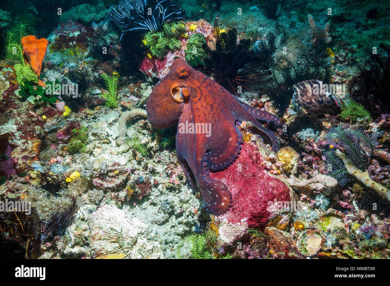 Red octopus tropical reef hi-res stock photography and images - Alamy