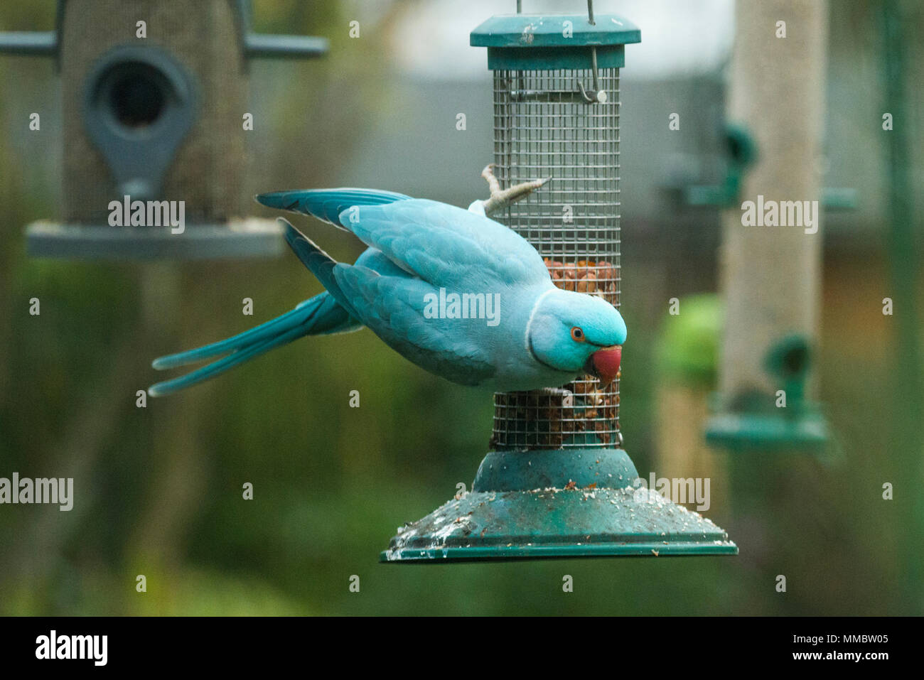 Blue parakeet hi-res stock photography and images - Alamy