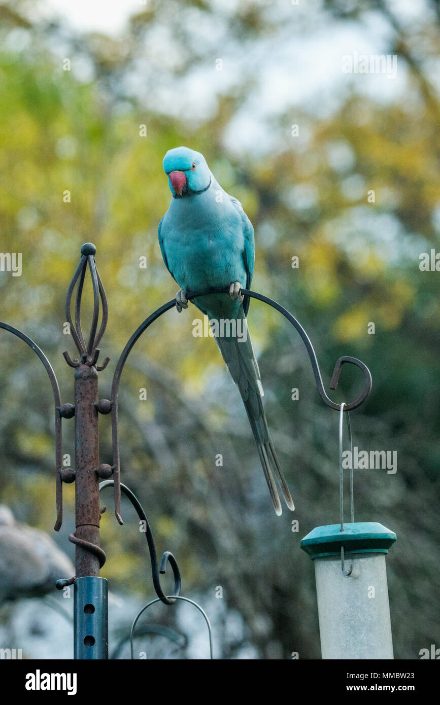 Rose-ringed or ring-necked parakeet (Psittacula krameri), blue mutation ...