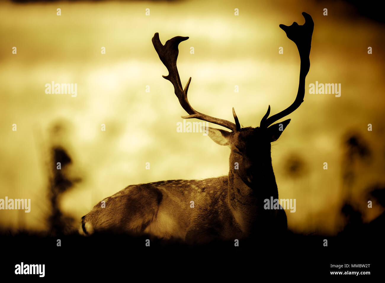 Fallow deer silhouette hi-res stock photography and images - Alamy