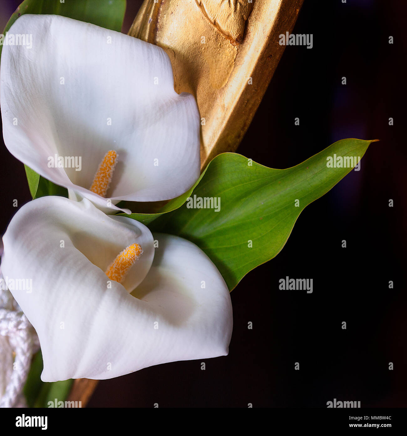 White lilly hi-res stock photography and images - Alamy