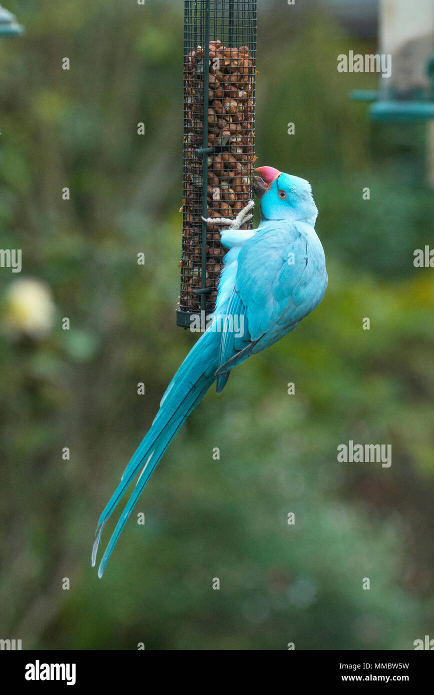 Rose-ringed or ring-necked parakeet (Psittacula krameri), blue mutation ...