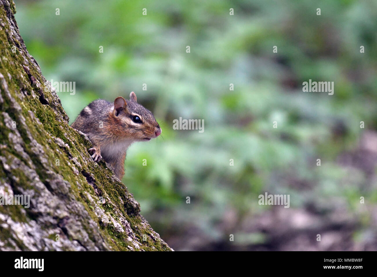 Chipmunk on tree Stock Photo - Alamy