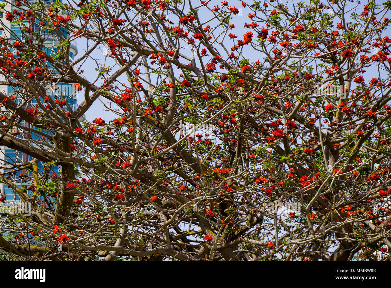 Red fruits of tree branches, Park of the NAtions district, Lisbon ...